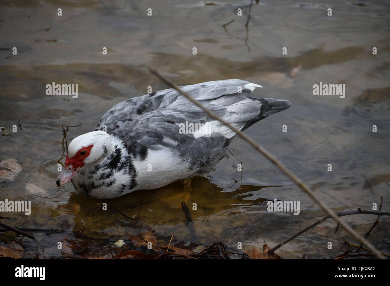 A shallow focus shot of a gray Muscovy Duck swimming in a shallow lake ...