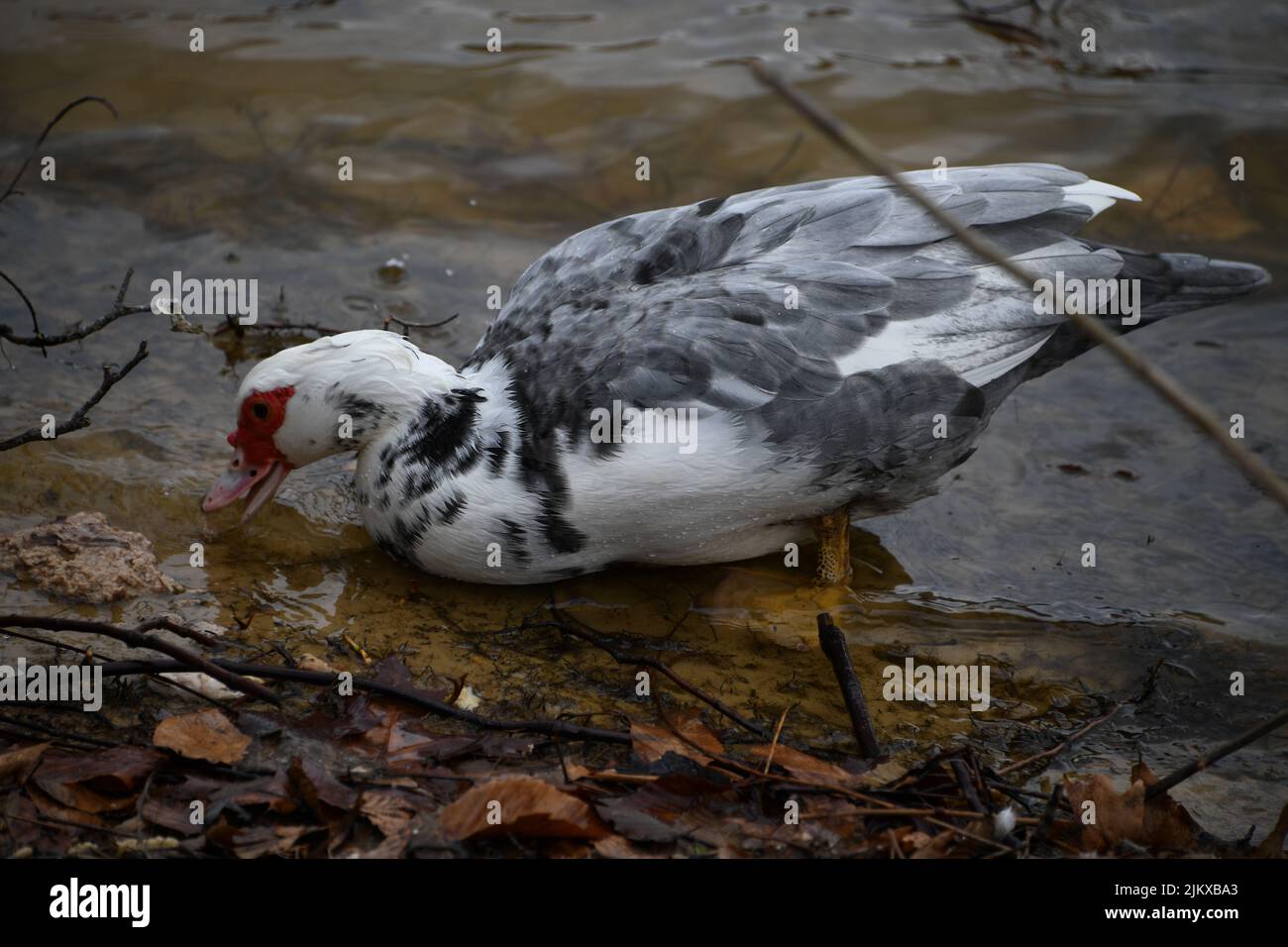 A shallow focus shot of a gray Muscovy Duck standing in a shallow lake ...