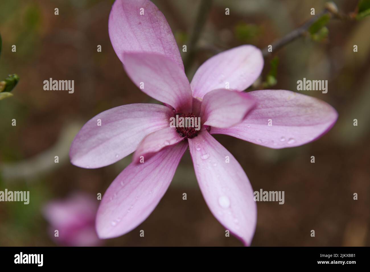A closeup top view shot of a light pink Magnolia flower with open ...