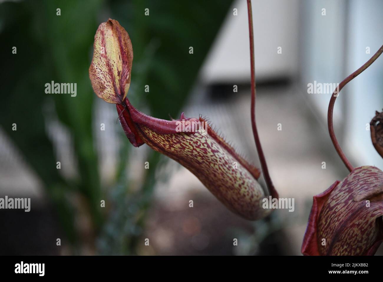 Red nepenthes carnivorous pitcher plant hi-res stock photography and ...