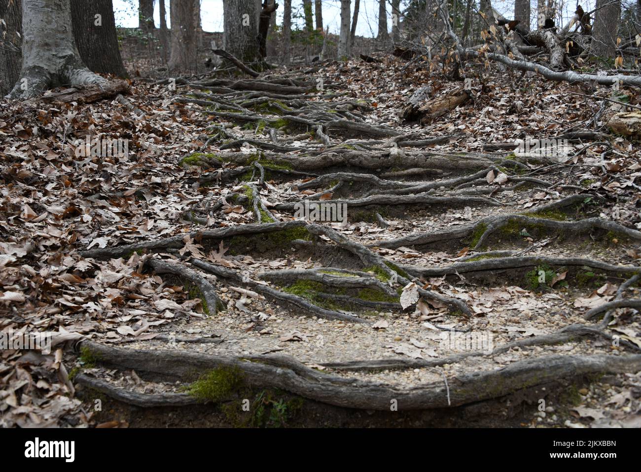 A path with tree roots in a forest with a lot of fallen leaves on the ...