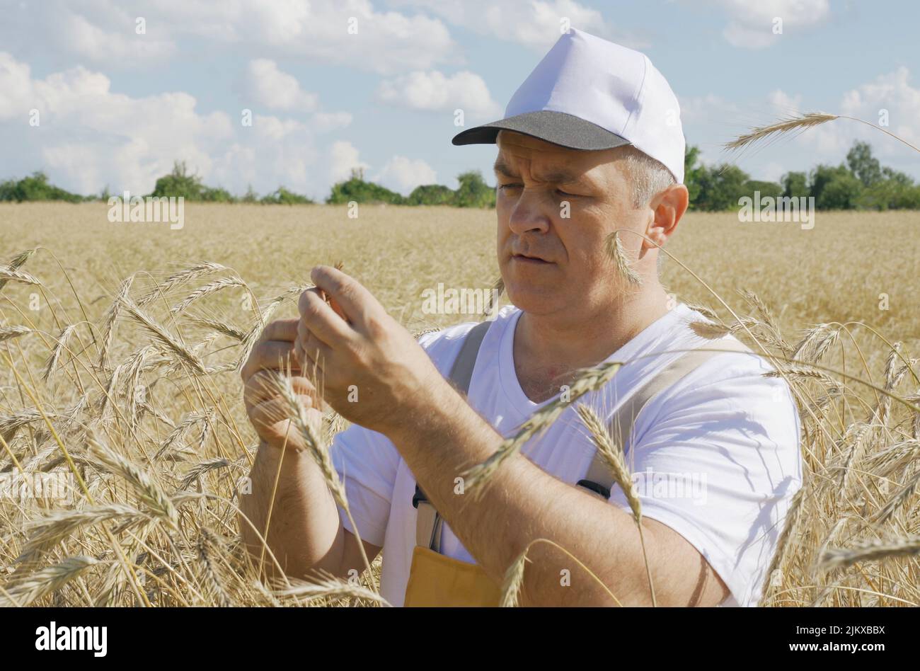 A farmer inspects a field with growing wheat, checks the quality of the ...