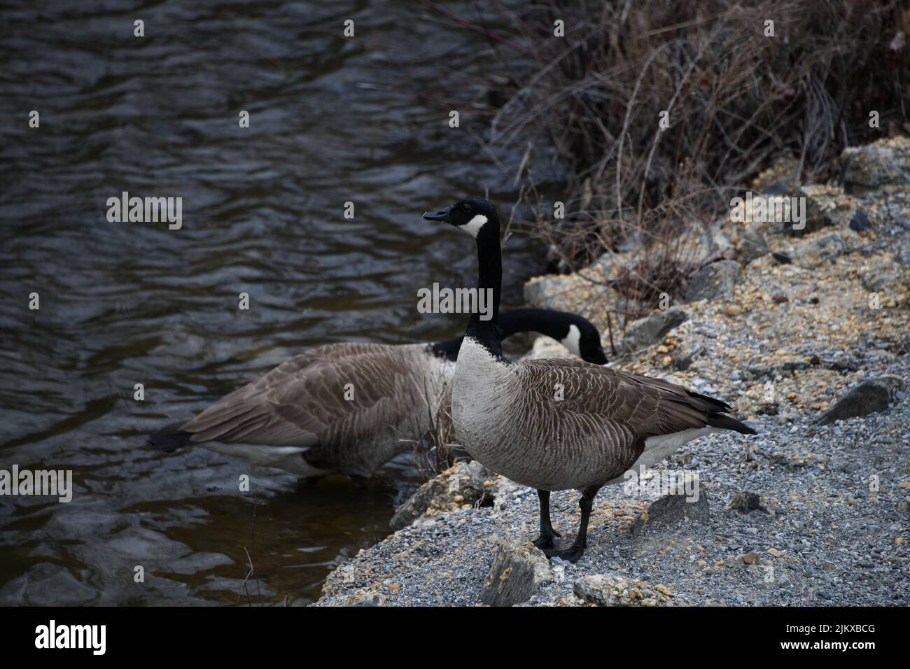 Canada geese branta canadensis on lake shore hi-res stock photography ...
