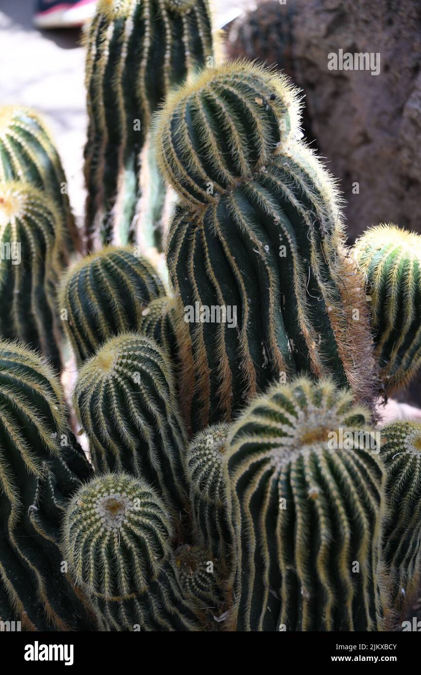 A vertical closeup shot of long green Golden Barrel Cacti grown outdoor ...