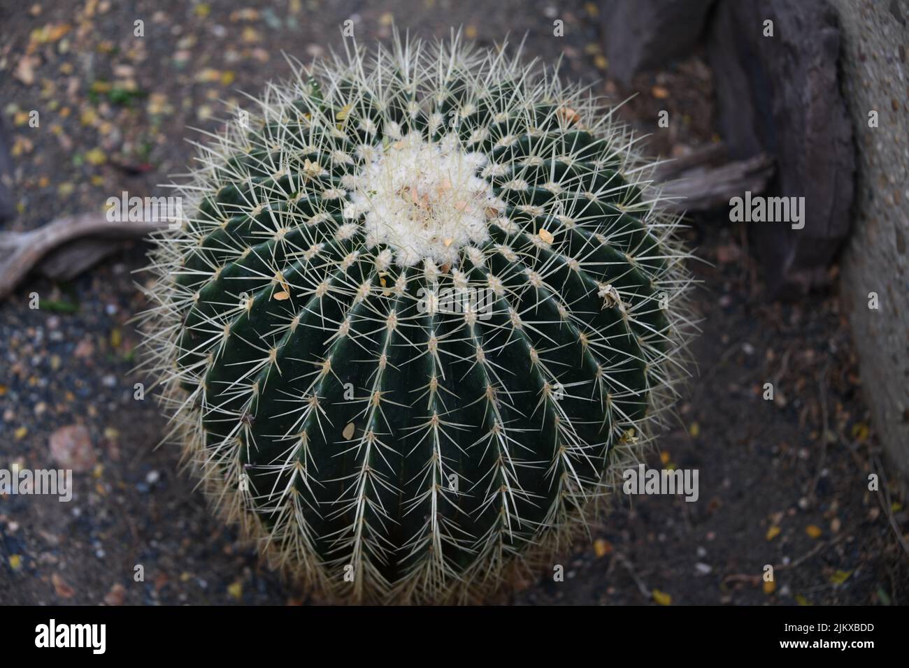 Big round cactus hi-res stock photography and images - Alamy