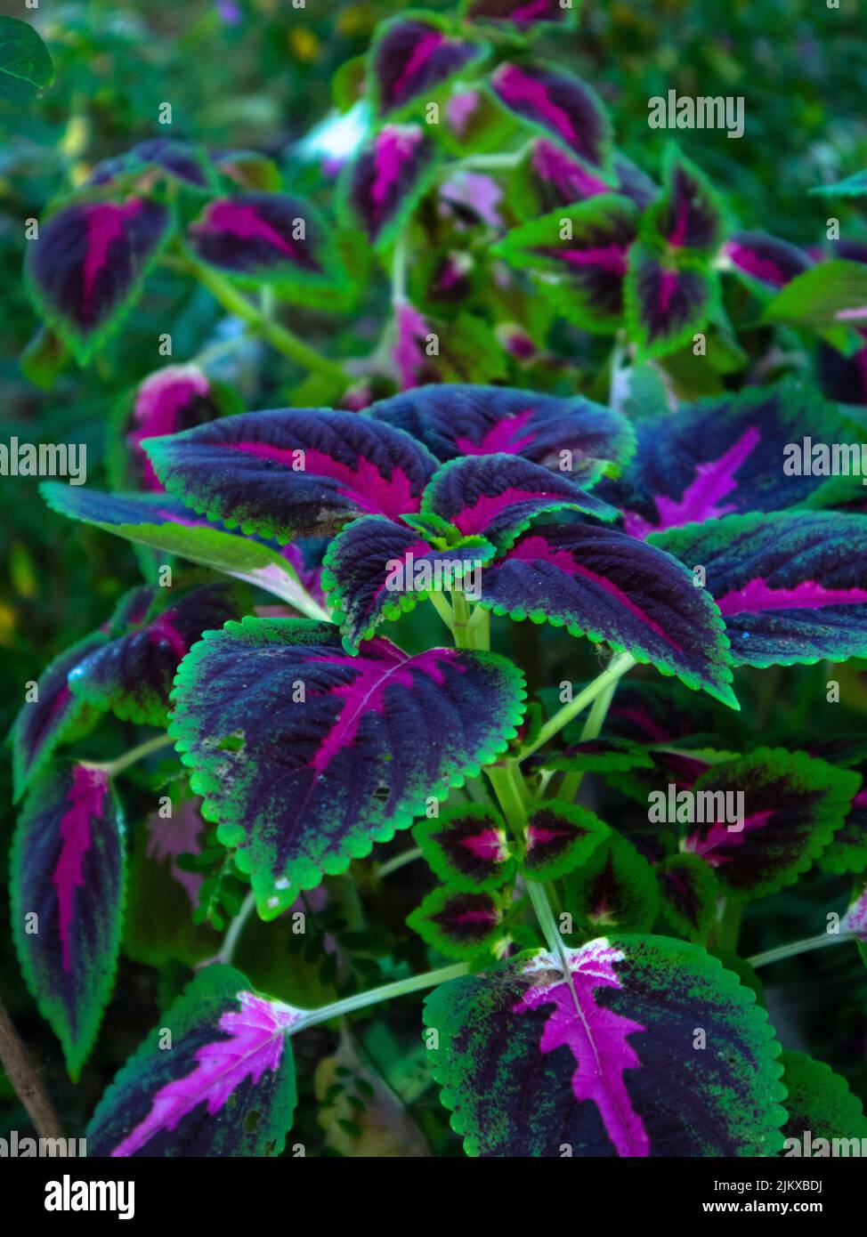 Closeup shot coleus plant hi-res stock photography and images - Alamy