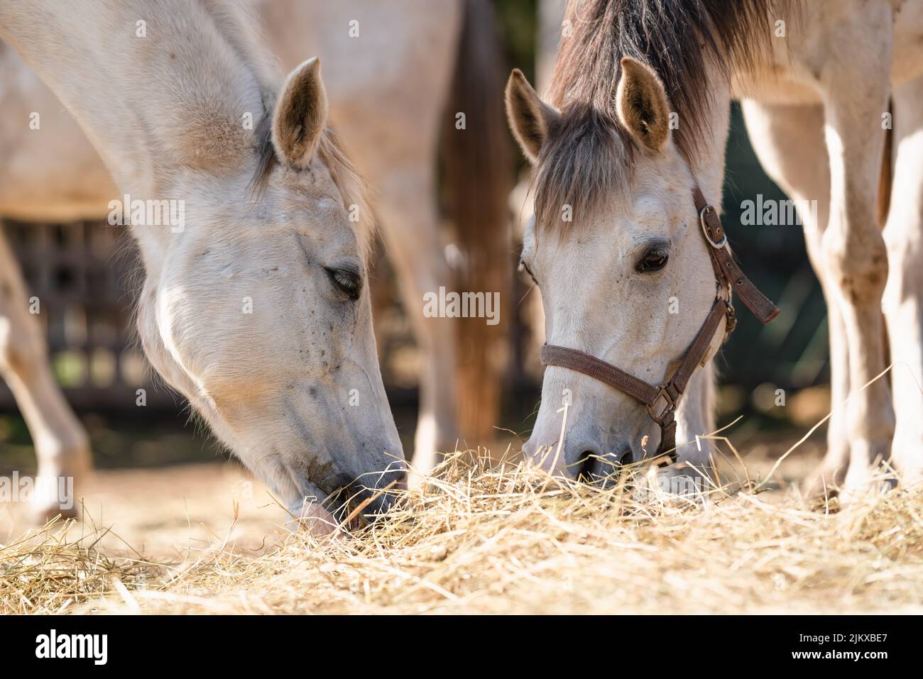 Two white Arabian horses eating hay from ground, closeup detail on head ...