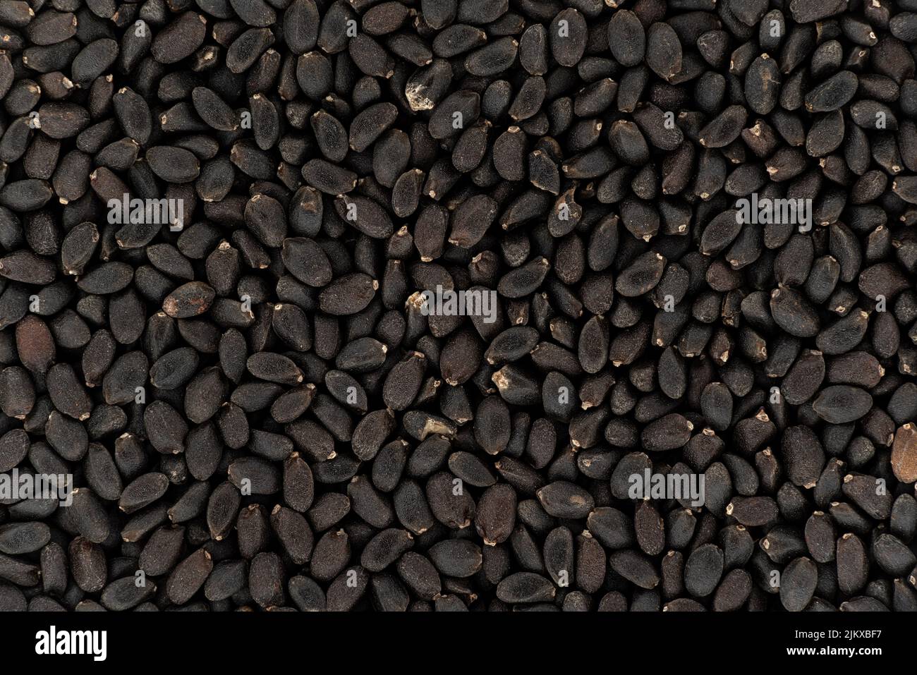 Dark tukmaria or thai basil - Ocimum basilicum - seeds under microscope ...