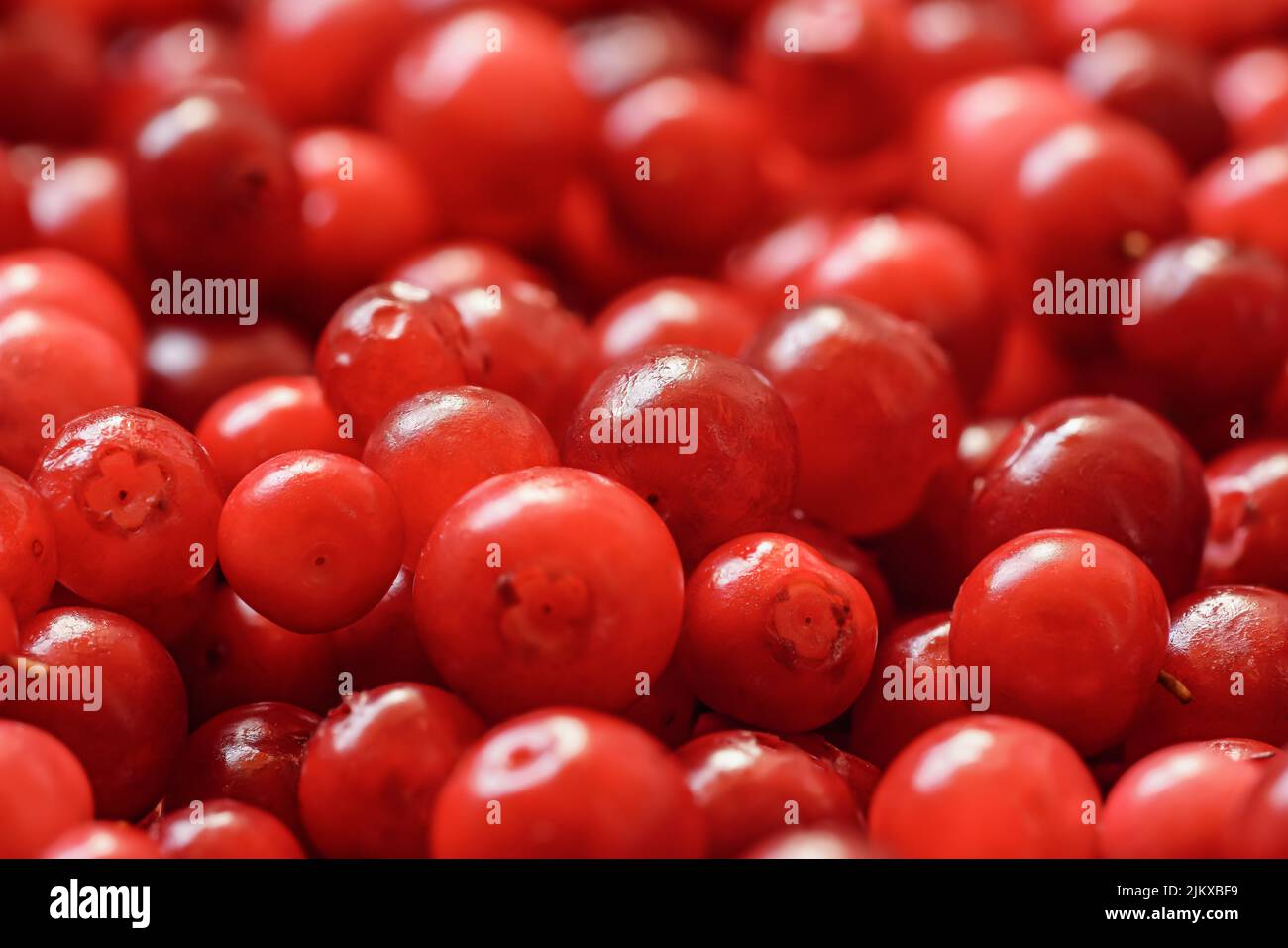 Pile of freshly harvested red wild cranberries, close-up detail Stock ...