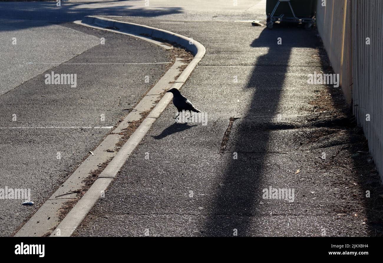 Crow view hi-res stock photography and images - Alamy