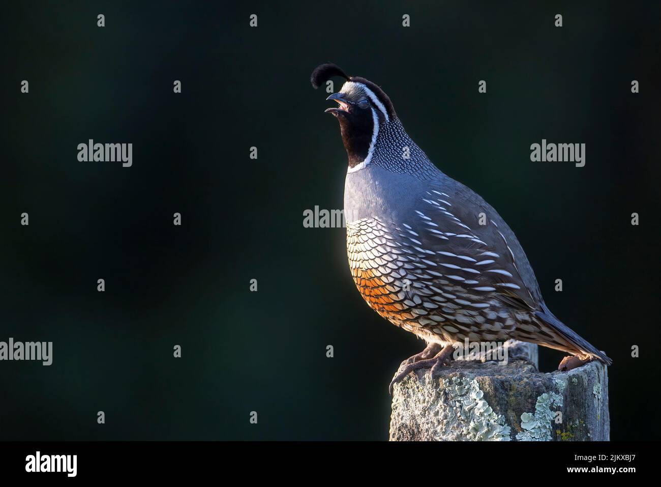 Singing owl hi-res stock photography and images - Alamy