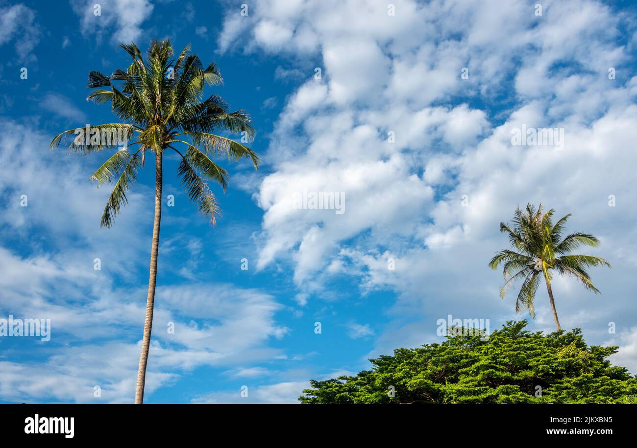 Coconut tree as a background hi-res stock photography and images - Alamy