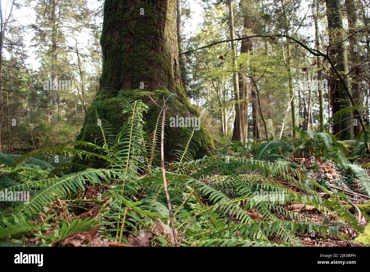 A low angle shot of long fern leaves fallen on ground in front of big ...