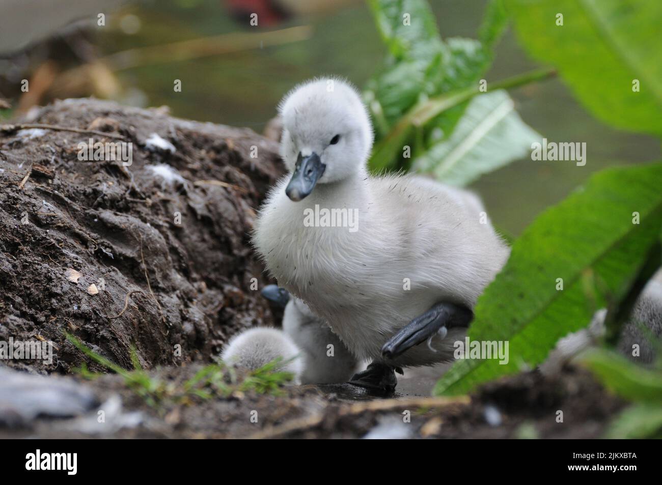 SWAN AND CYGNET AT ABBOTSBURY SWANNERY, DORSET MIKE WALKER PICTURES ...