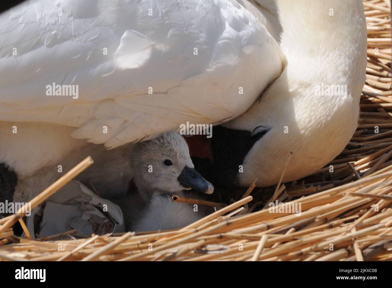 A NEWLY HATCHED CYGNET AT ABBOTSBURY SWANNERY, DORSET.BLACKBIRD MIKE ...