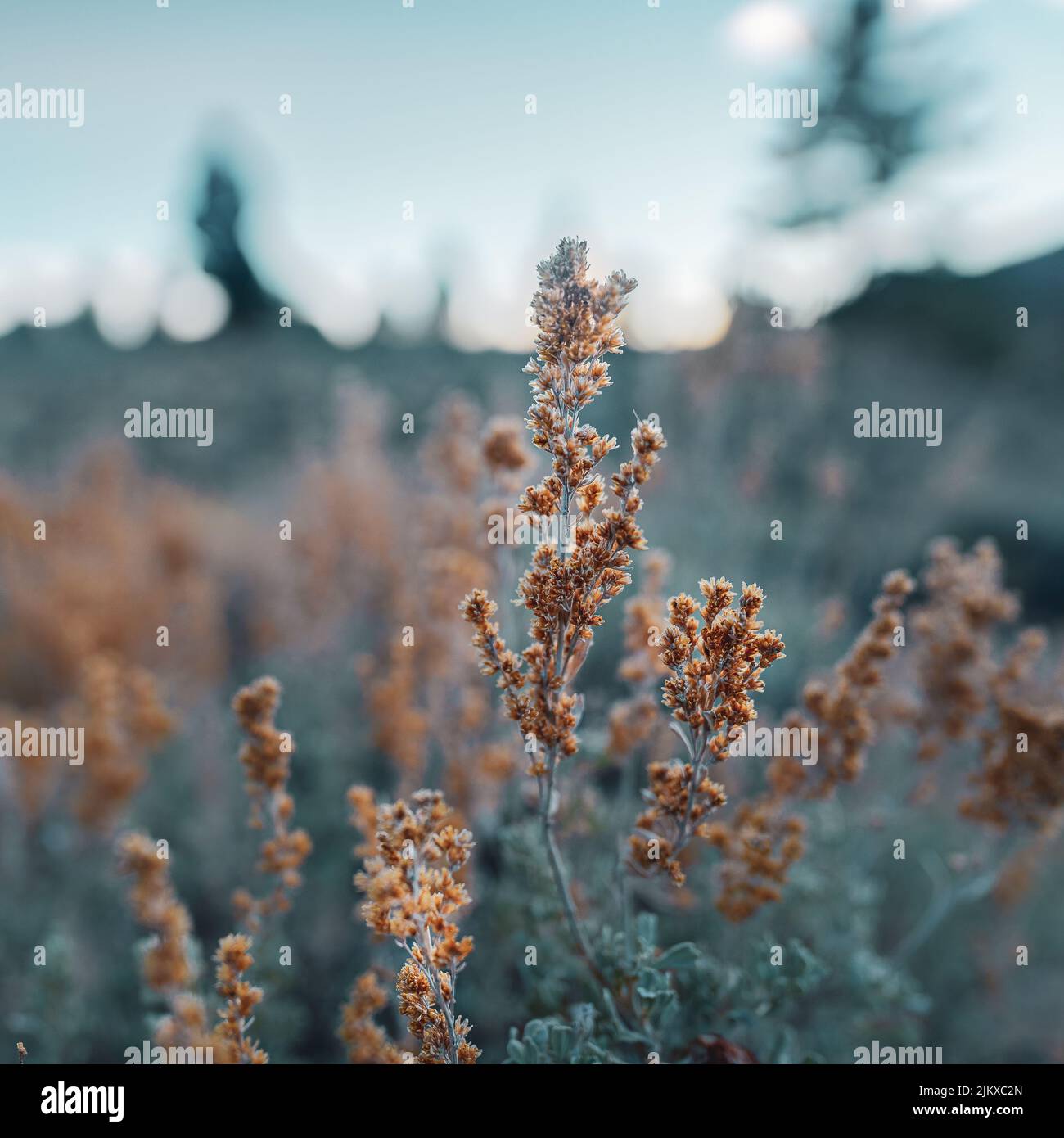 A vertical shot of small dry plants in Sequoia National Forest in ...