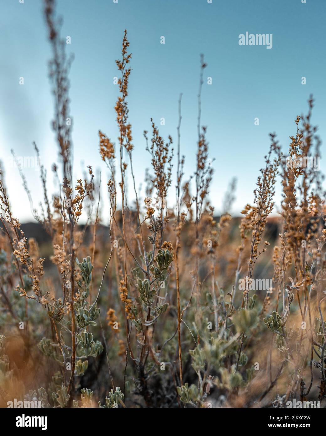 A vertical shot of small dry plants in Sequoia National Forest in ...