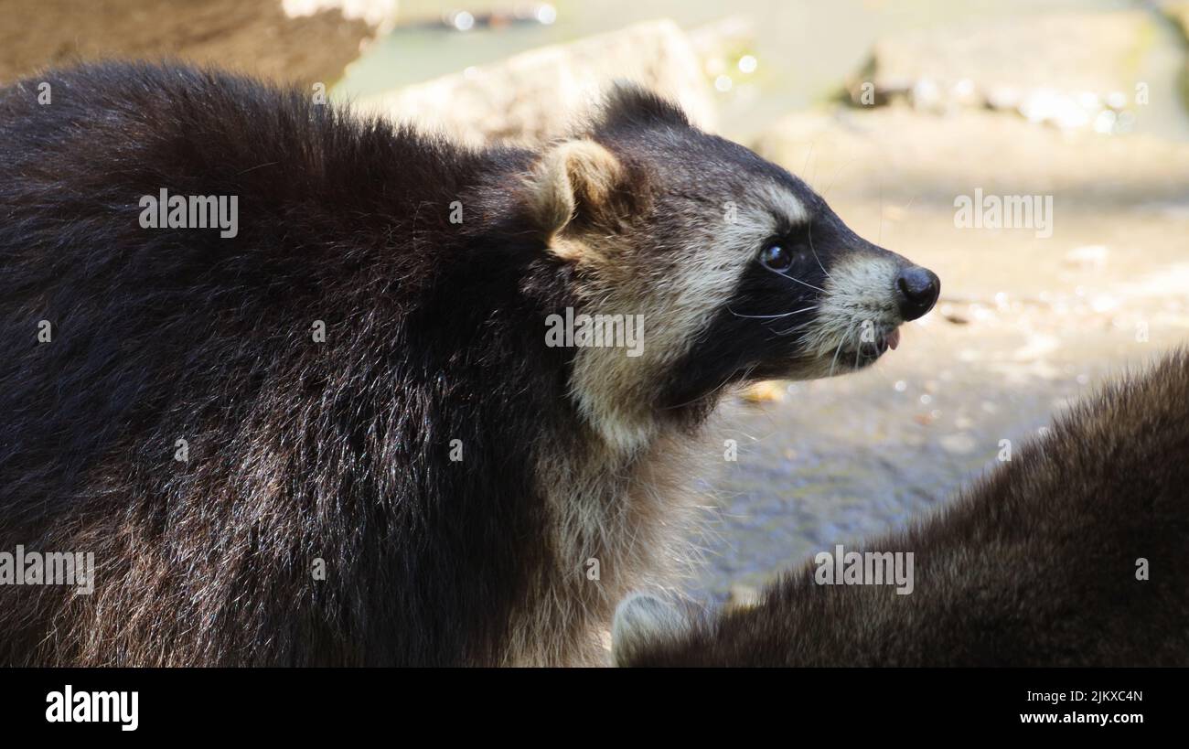 A closeup shot from the side view of a black and white Raccoon with ...