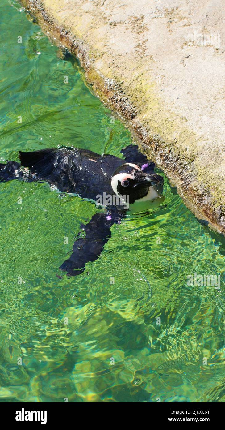 A top view of Humboldt Penguin swimming in the lake and getting out its ...