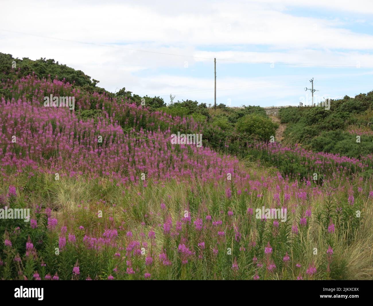 The tall spikes of Rosebay Willowherb give a purple hue to the slopes ...