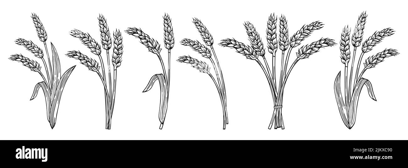 Bunch wheat ear sketch cartoon set. Cereals bundle ripe spike wheat ...