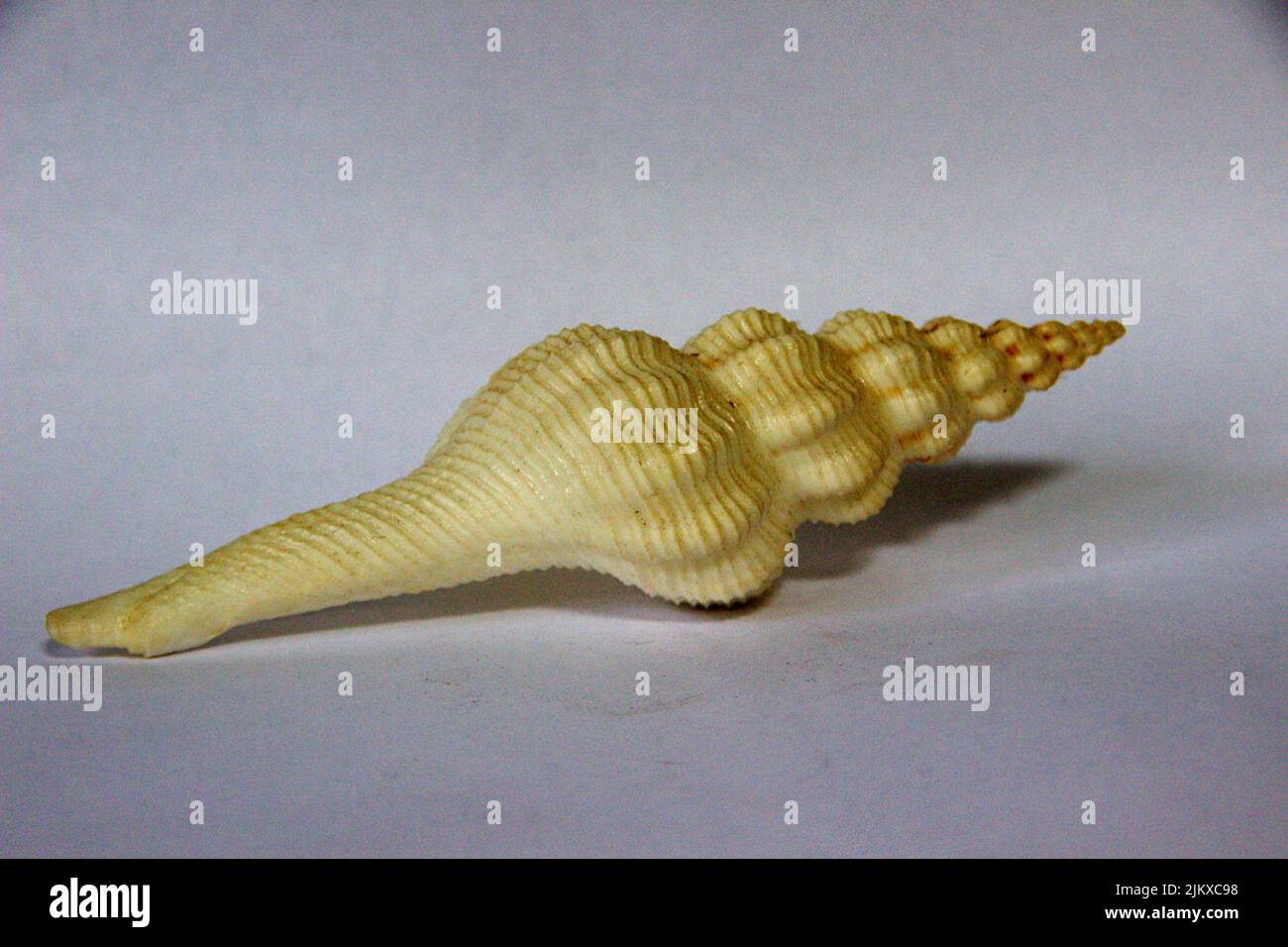 View of slim, long and multi-crowned Shankh against grey background ...