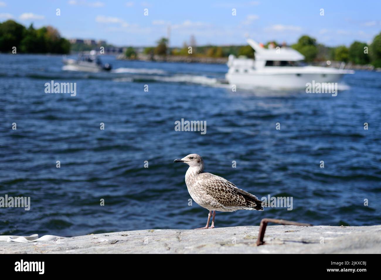 The common gull or sea mew (Larus canus) is a medium-sized gull that ...