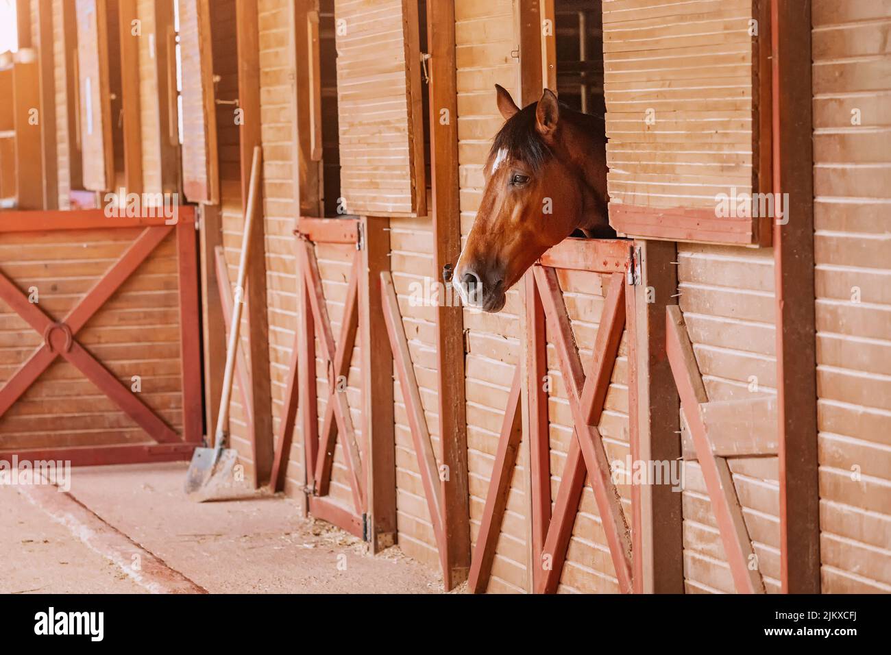Alone horse head from a paddock in a stable on a farm where horse ...