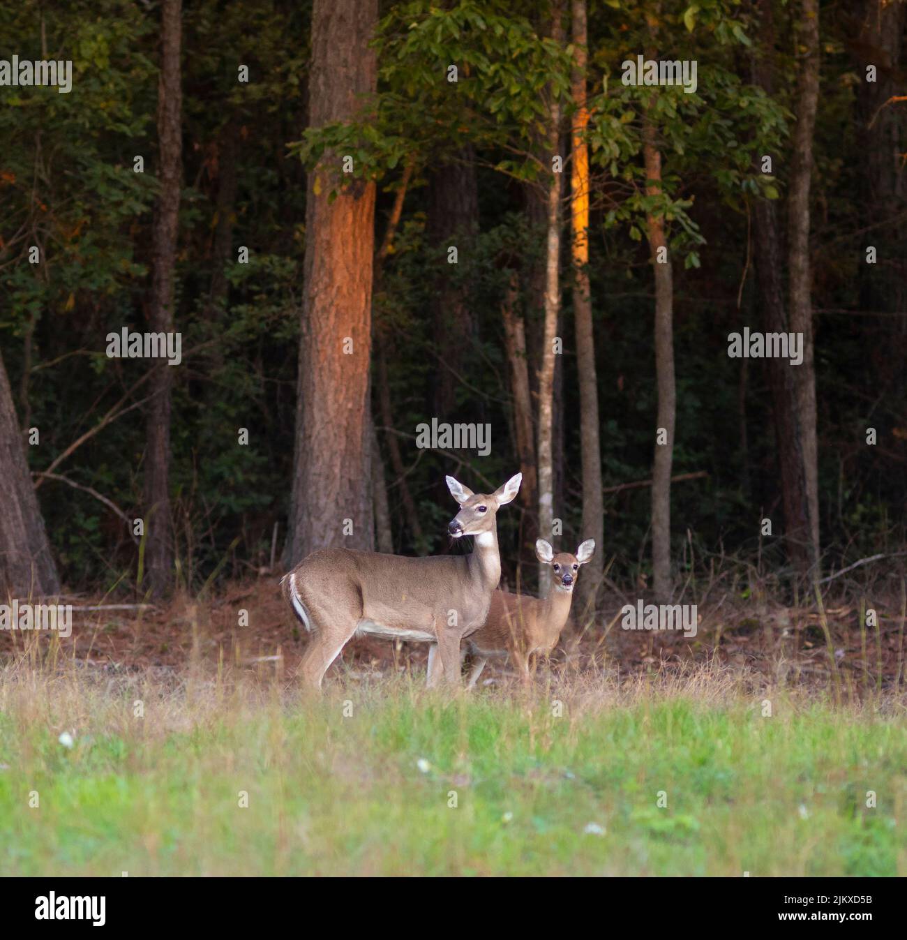 Hoke north carolina hi-res stock photography and images - Alamy