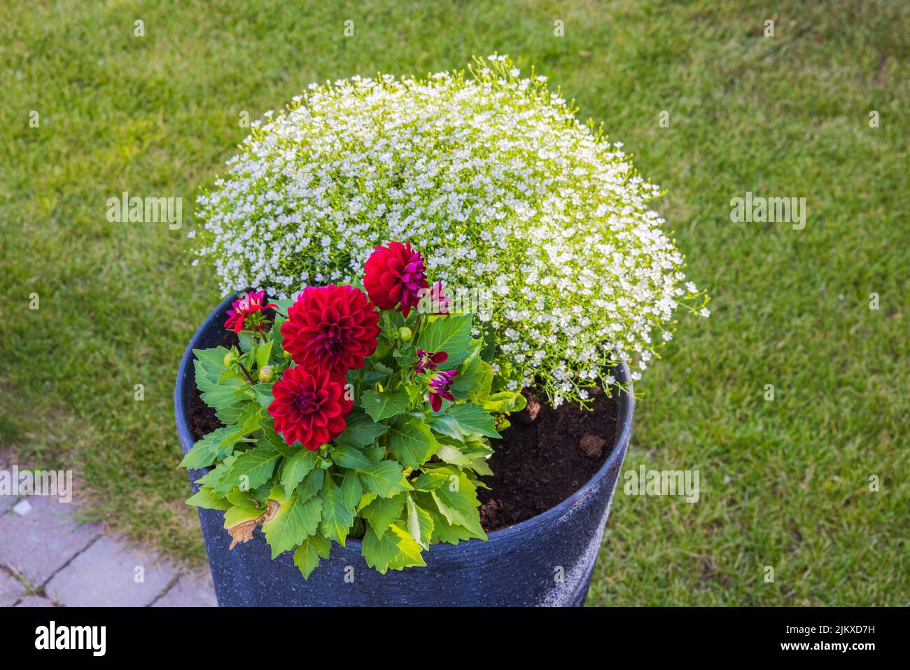 Red dahlia sweden hi-res stock photography and images - Alamy