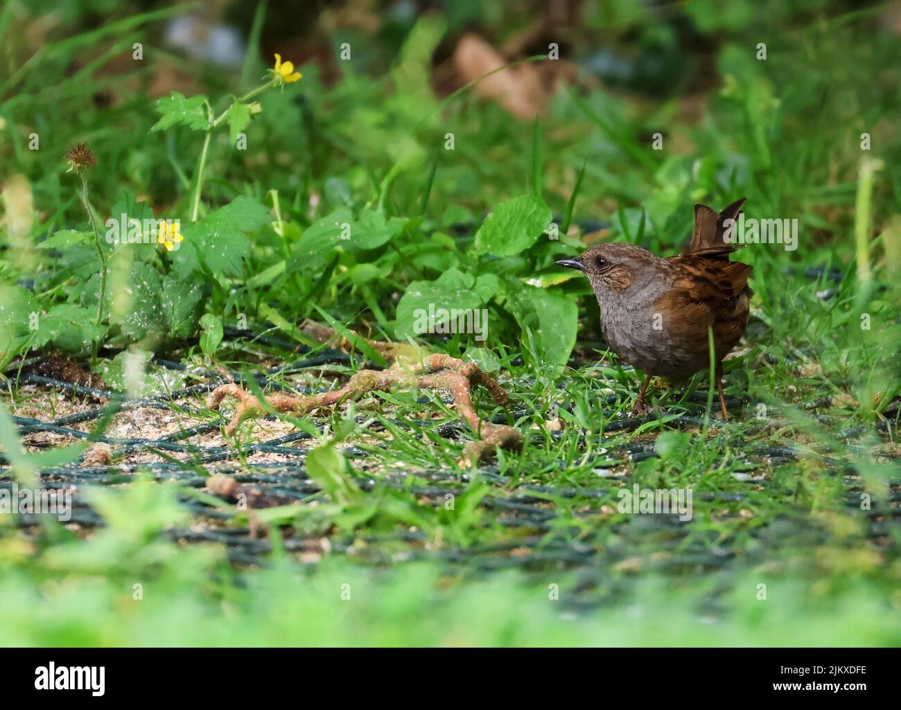 Dunnock bird "Prunella modularis" standing on ground in green garden ...