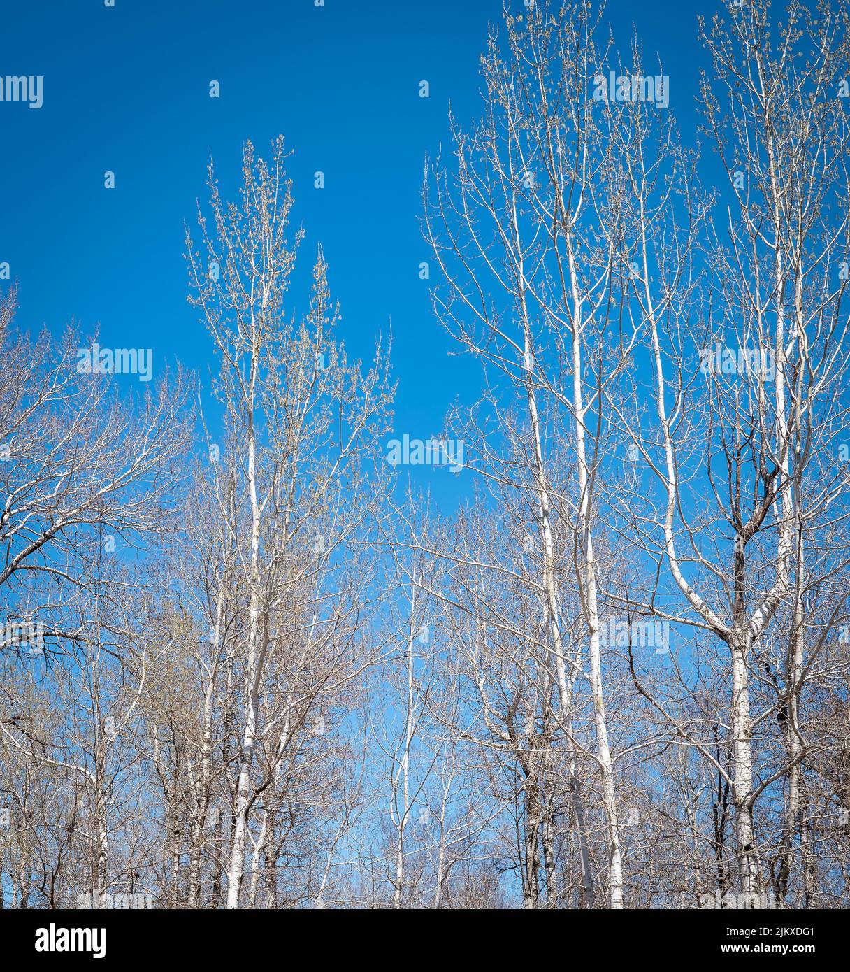 Tall poplar trees against a blue spring sky, without leaves. The ...