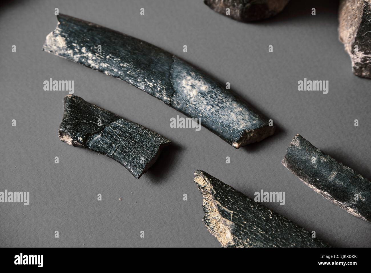 Dinosaur backbone fossil bones. Relic skeleton bone structure on ...