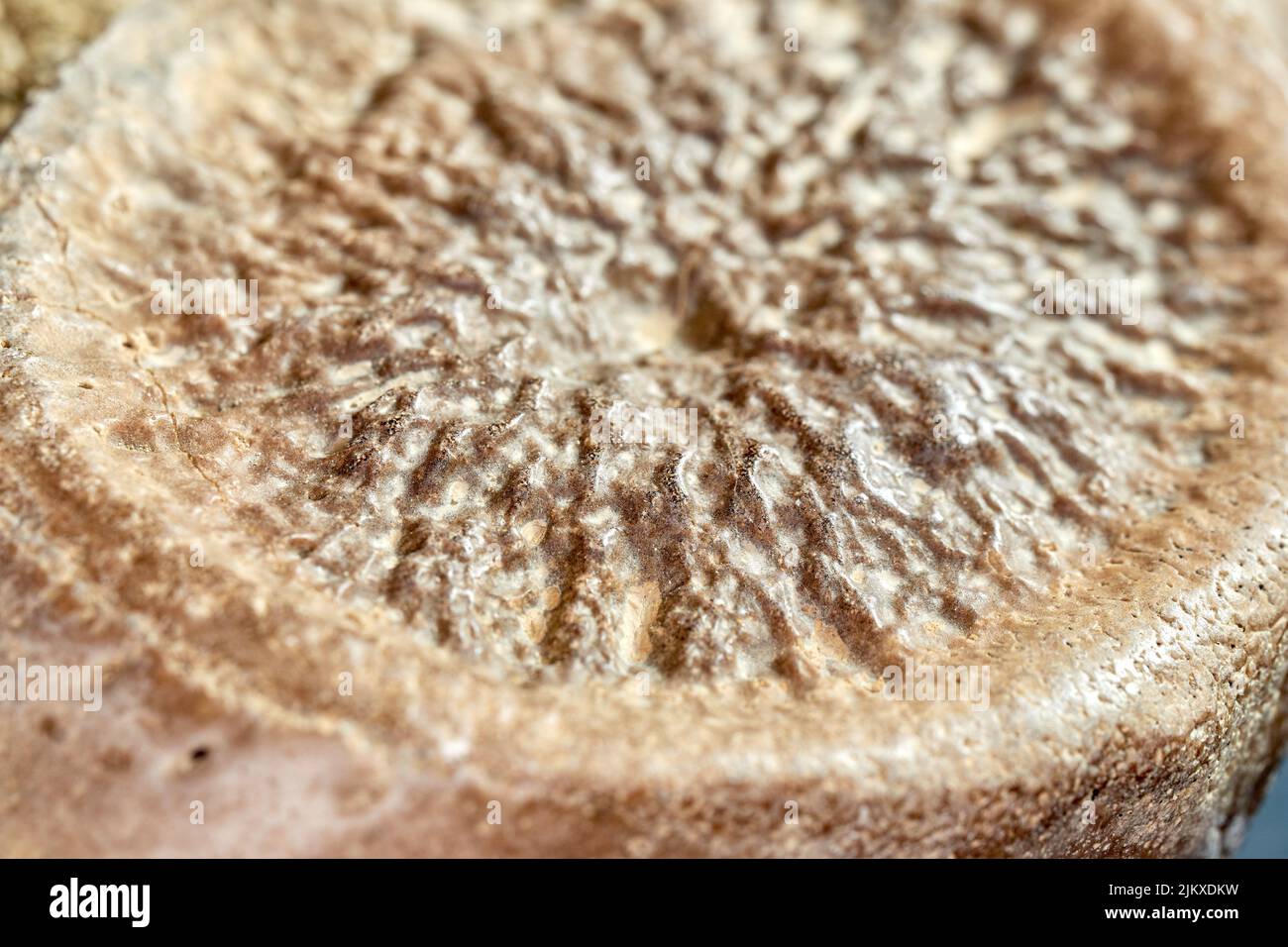 Dinosaur backbone fossil bones. Relic skeleton bone structure on ...