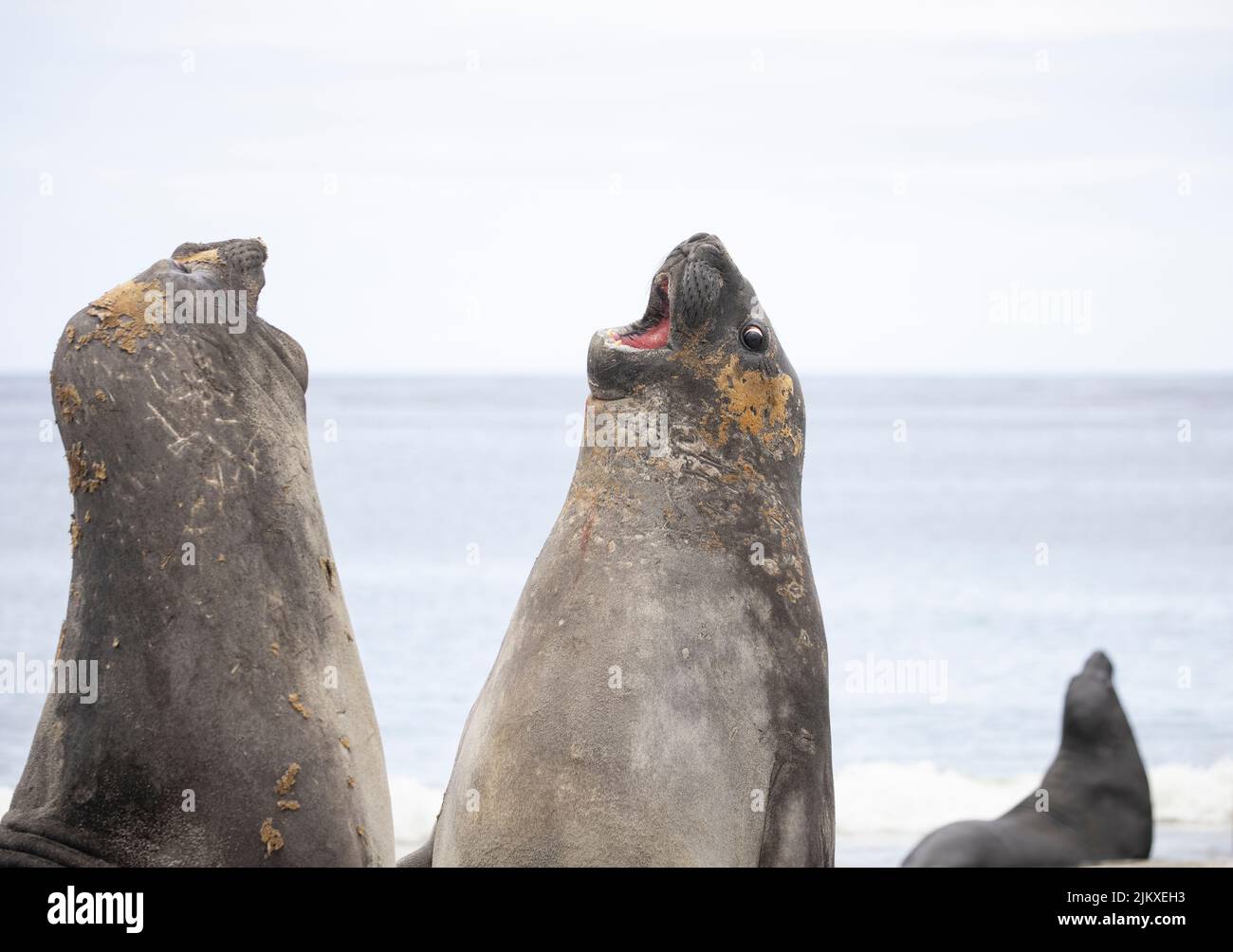 The southern elephant seal (Mirounga leonina) is the largest of the ...