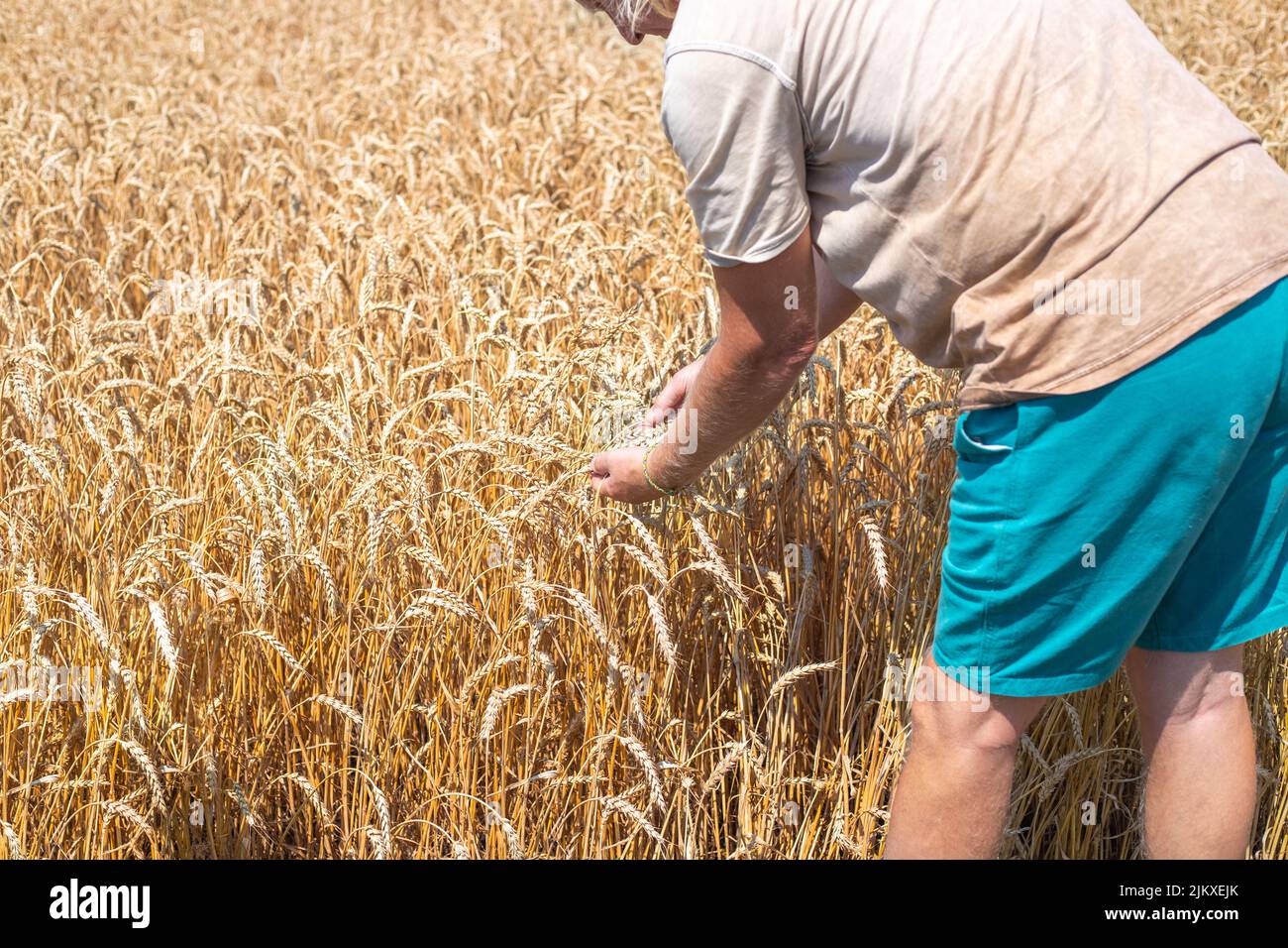 A farmer looks at ripe grains of wheat growing in an agricultural field ...