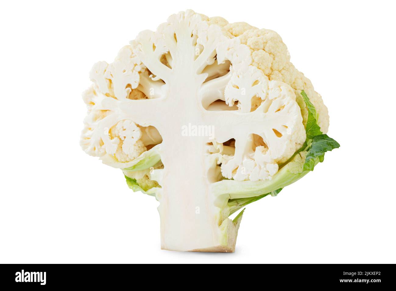 Cutted in half Cauliflower cabbage vegetable isolated on a white ...