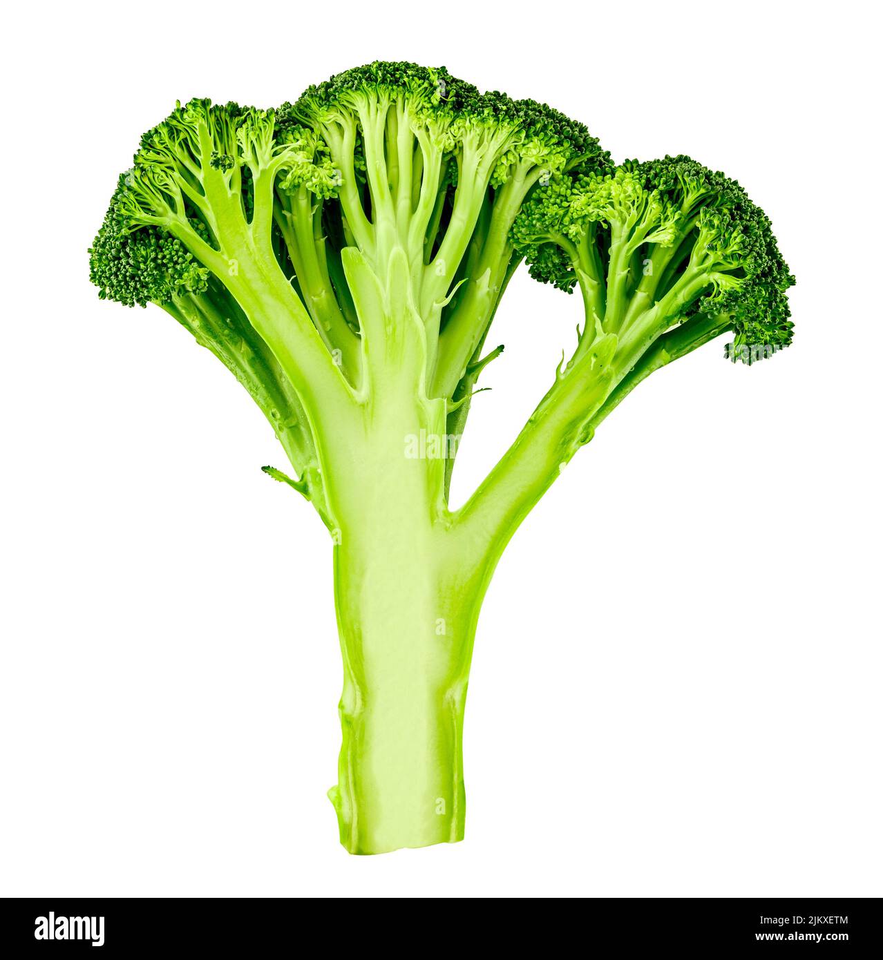 Inflorescence and trunk of broccoli vegetable cut in half isolated on ...