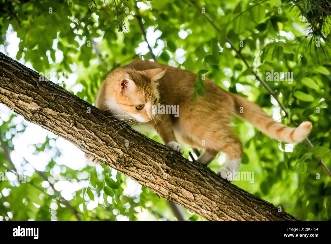 Red cat is sitting on a tree. scared look Stock Photo - Alamy