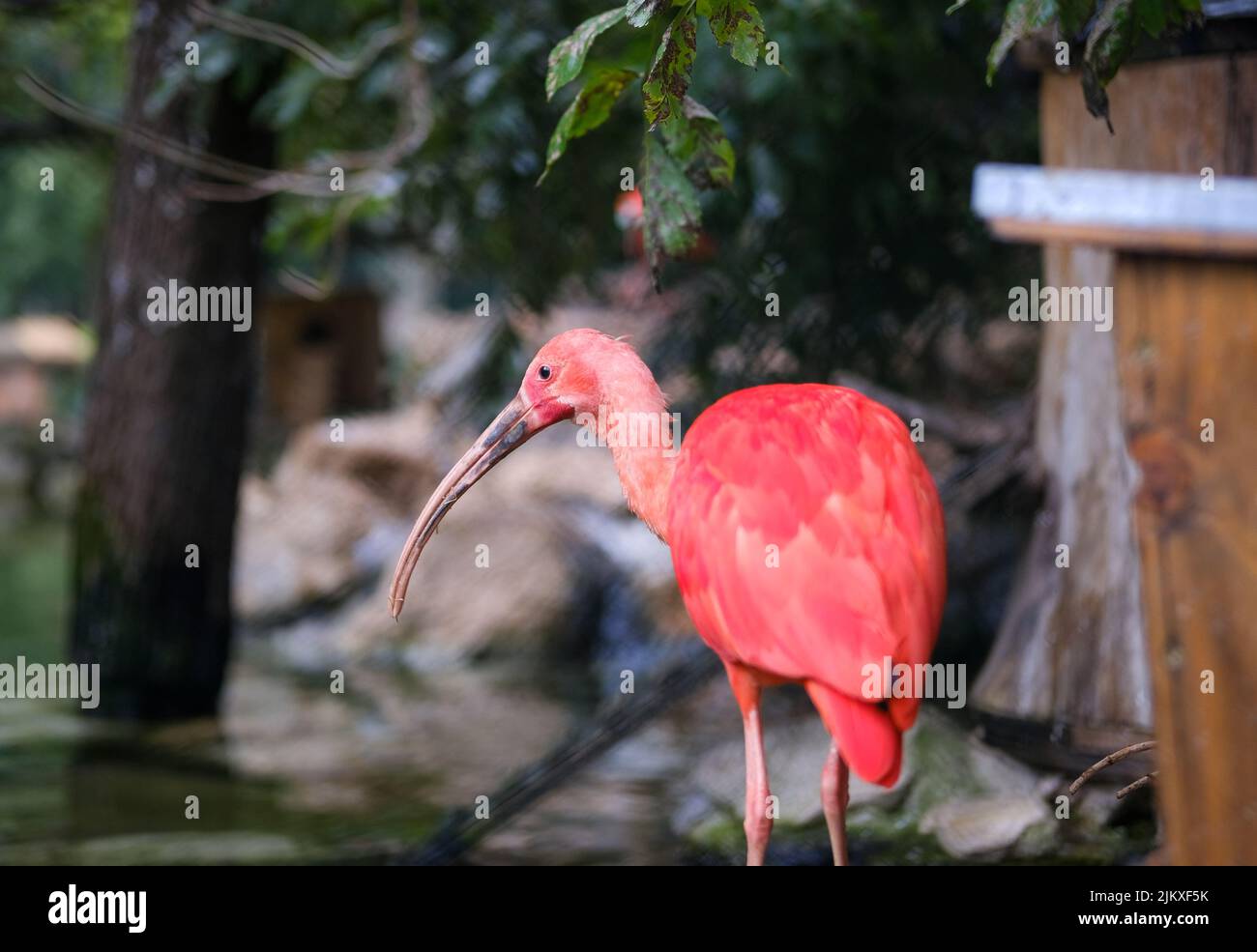 Pink ibis hi-res stock photography and images - Alamy