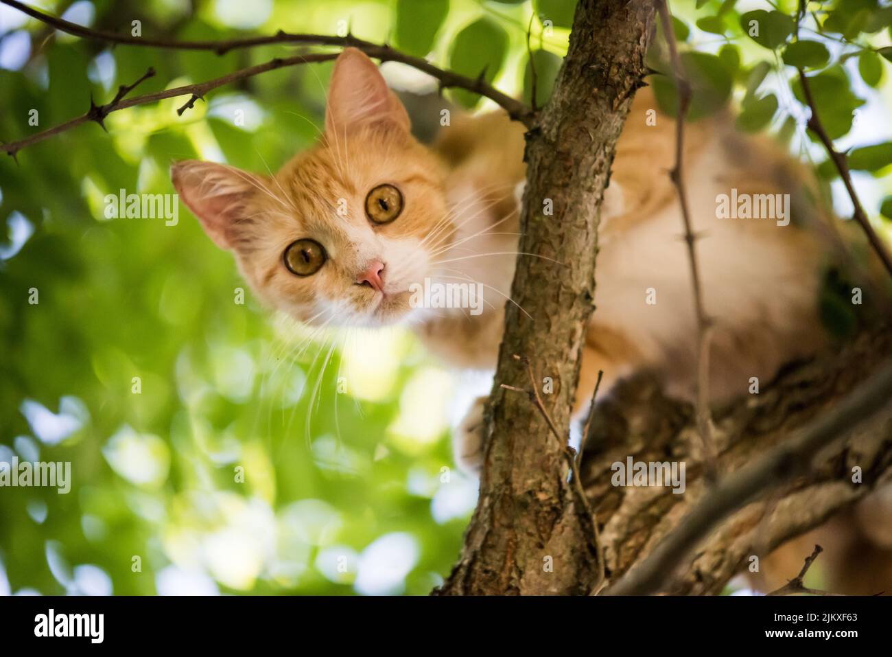 Red cat is sitting on a tree. scared look Stock Photo - Alamy