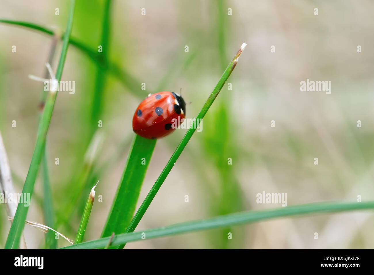 ladybugs on a blade of grass. close up Coccinellidae Stock Photo - Alamy