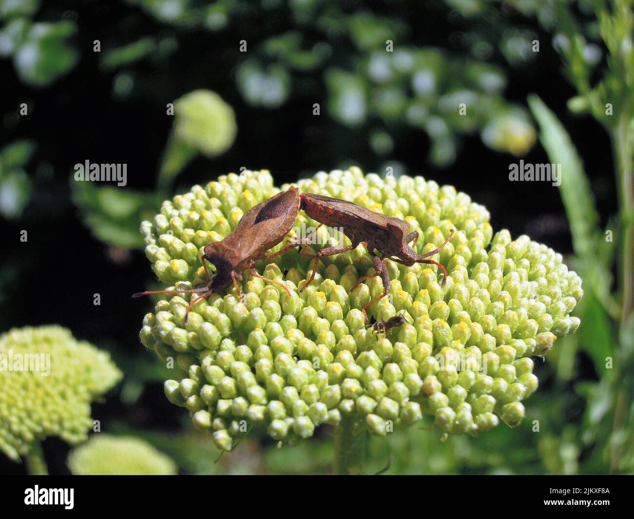 A closeup of the brown marmorated stink bugs mating. Halyomorpha halys ...