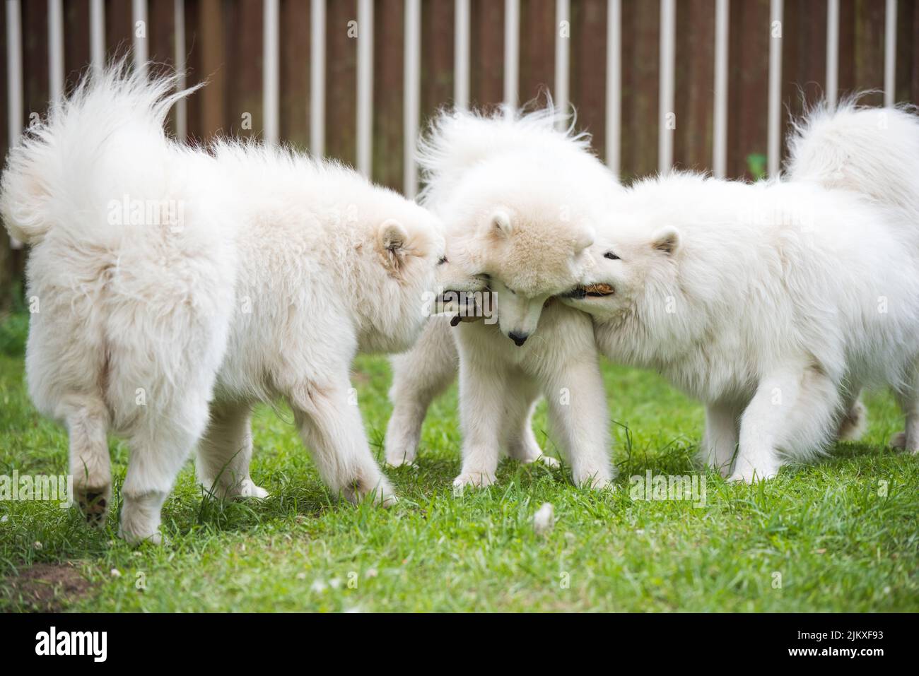 Fluffy white Samoyed puppies dogs are playing with toy Stock Photo - Alamy