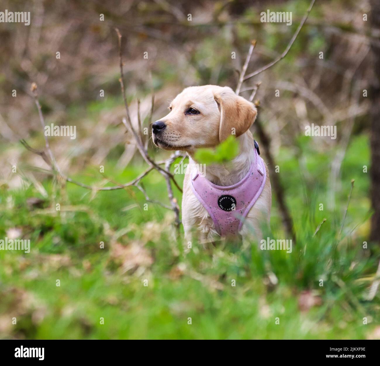 A shallow focus of little Labrador puppy sitting in a green park Stock ...