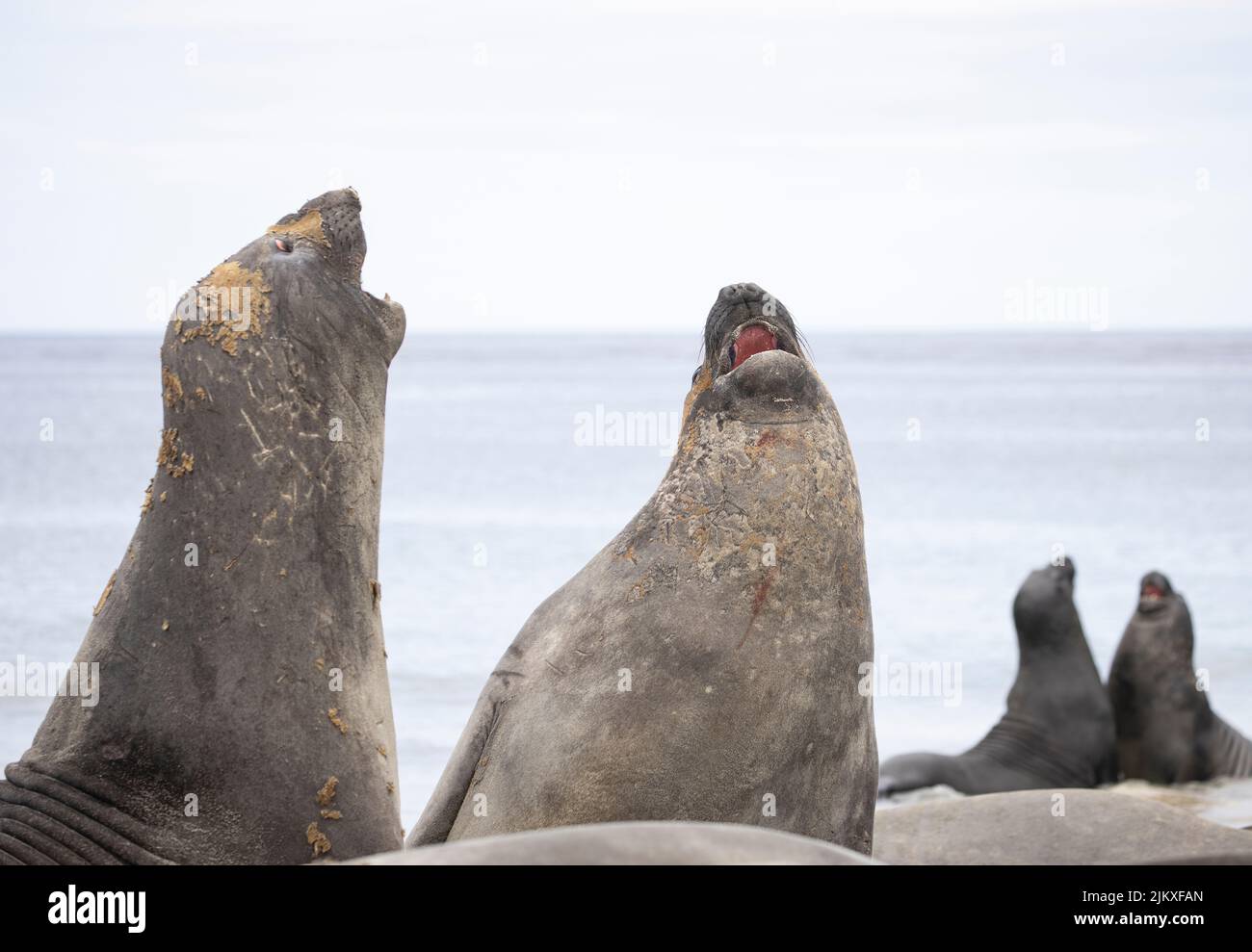 The southern elephant seal (Mirounga leonina) is the largest of the ...