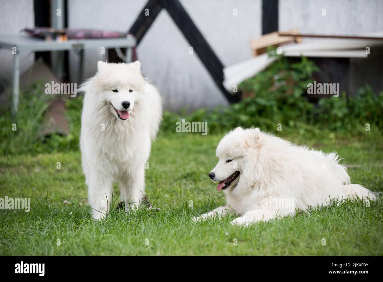 Two Samoyed puppies dogs are sitting and playing on green meadow Stock ...