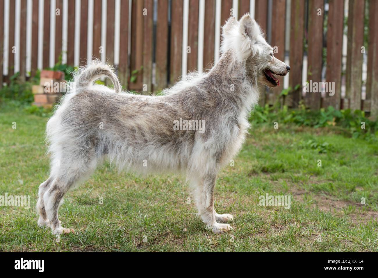 Alopecia disease Samoyed dog. Dermatitis and Itching of Dogs Stock ...