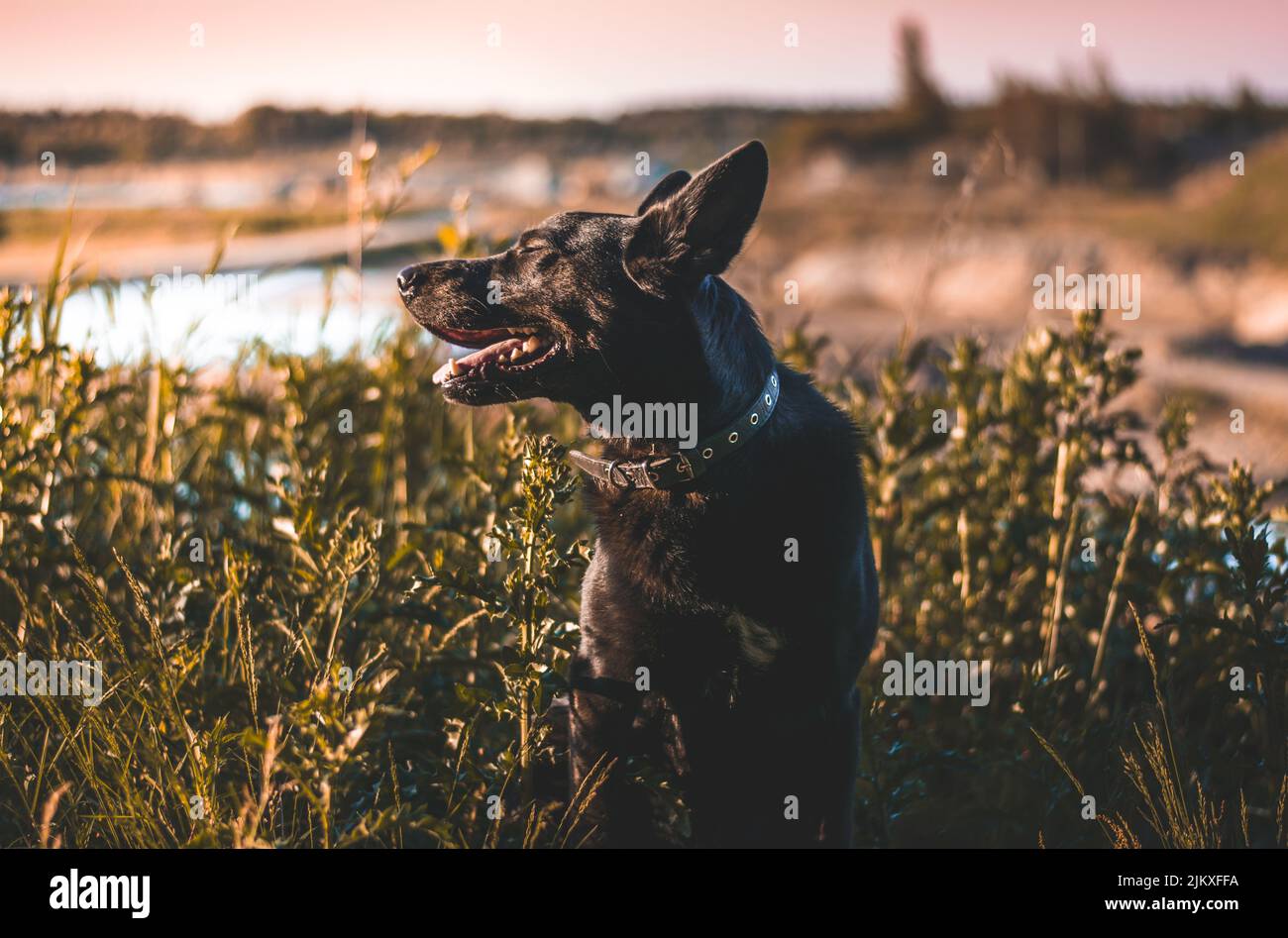 Black and white kelpie puppy face hi-res stock photography and images ...