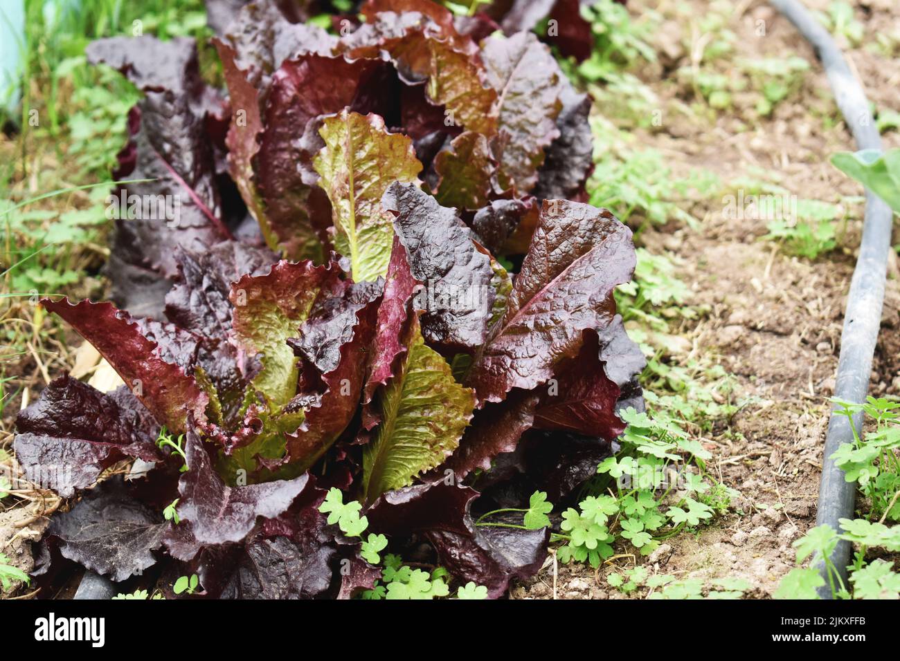 Agroecología hi-res stock photography and images - Alamy